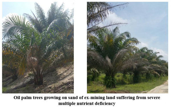 Oil Palm - AGROSTAR